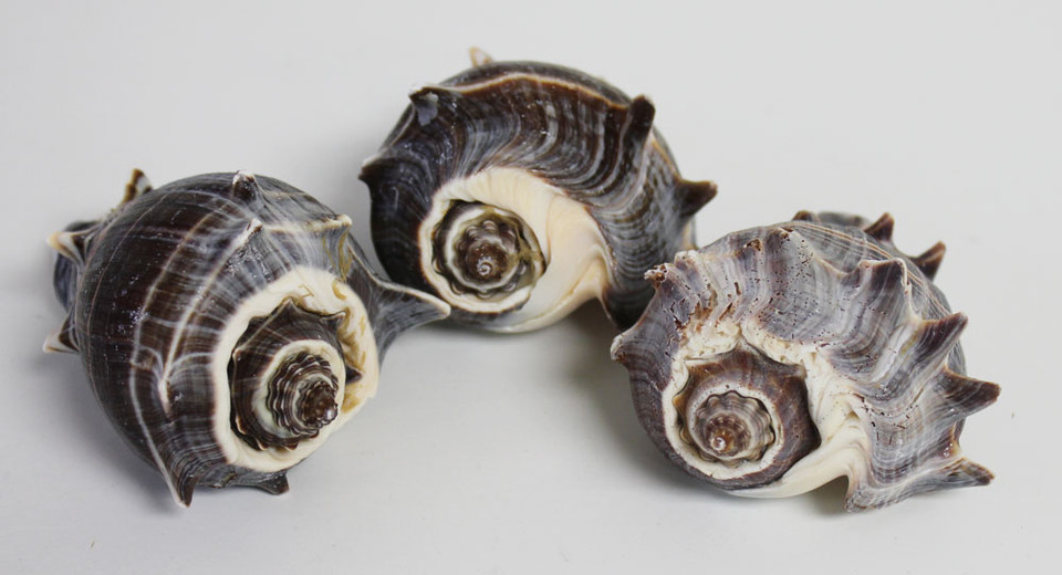 King Crown Conch Shell - Hermit Crabs Shells - California Seashell Company