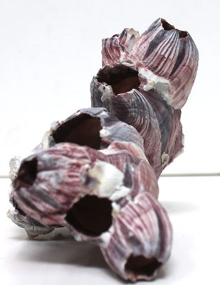 7-10" Barnacle - California Seashell Company Retail