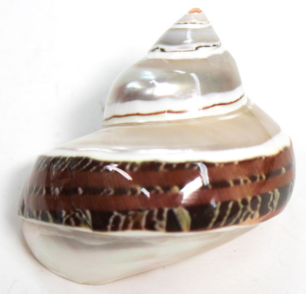 Tapestry Turban Shell - Turbo Petholatus Seashells - California ...