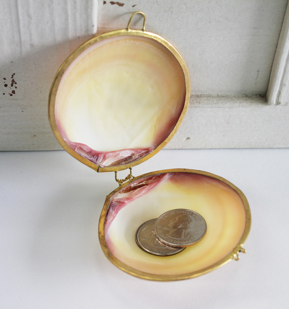 Polished Tiger Clam Coin Purse - Tigerina Clam Shell - Party Favors ...