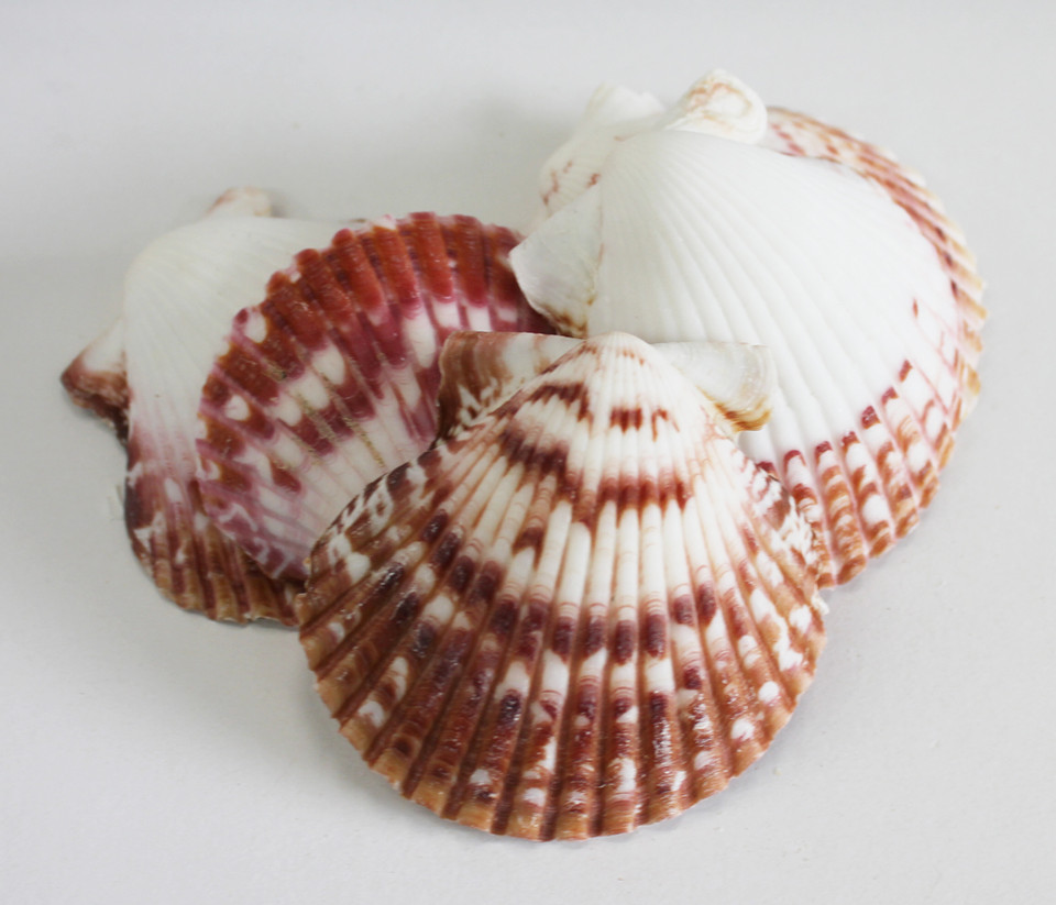 Calico Pectin Seashells - Scallop Craft Shells - Colorful Bulk Seashells