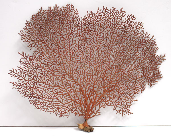 Sea Life • Sea Fans • Red & Black Sea Fan - California Seashell Co