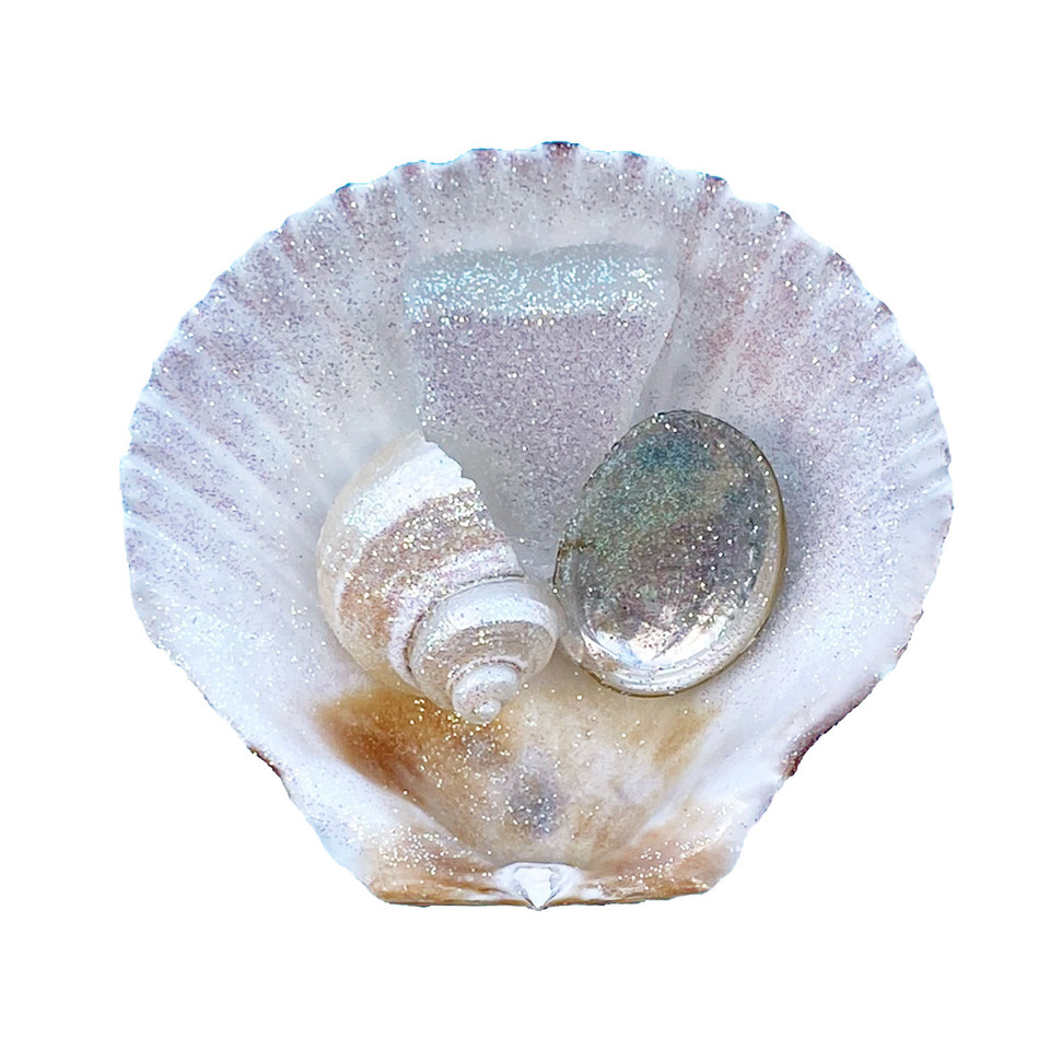 Calico Pectin Seashells - Scallop Craft Shells - Colorful Bulk Seashells