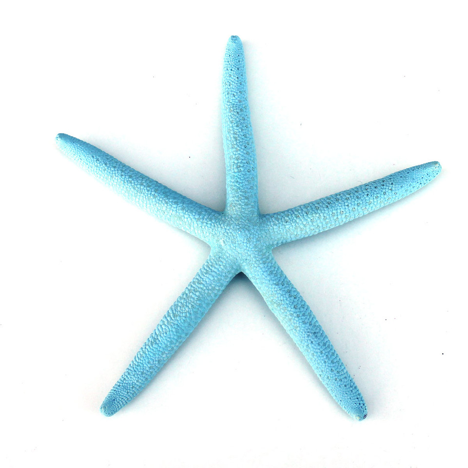 Dyed Finger Starfish - Colorful Sea Stars - California Seashell Co