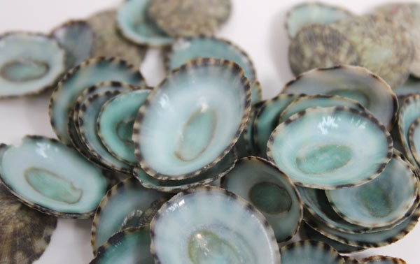 Green Limpet Seashells - Limpets - Small Craft Shells - Caifornia ...