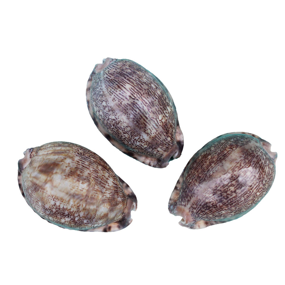 Cowrie Shells - Sliced Cowrie Seashells - Carved Cowrie Shells