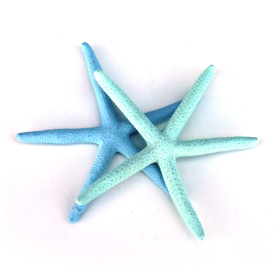 Buy Starfish - Sea Stars - Sea Life - The California Seashell Company
