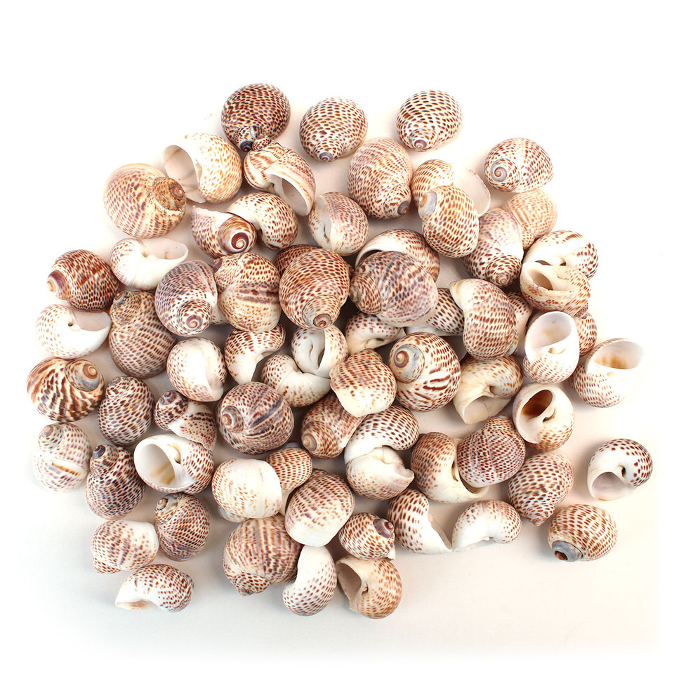 Natica Tigerina Shell - Bulk Craft Shells - California Seashell Co
