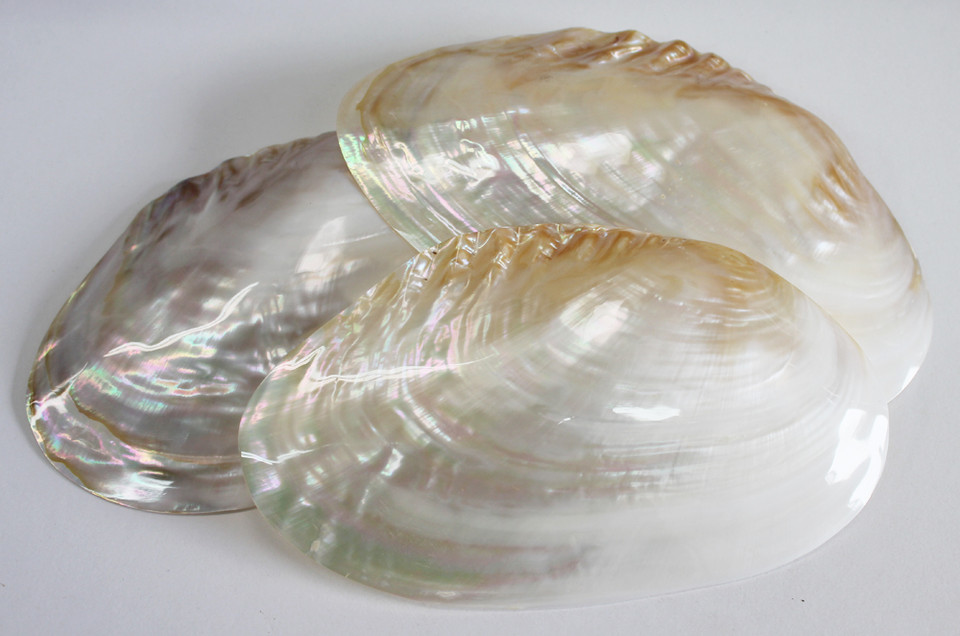 Oyster Seashells & Clam Shells for Sale • The California Seashell Company