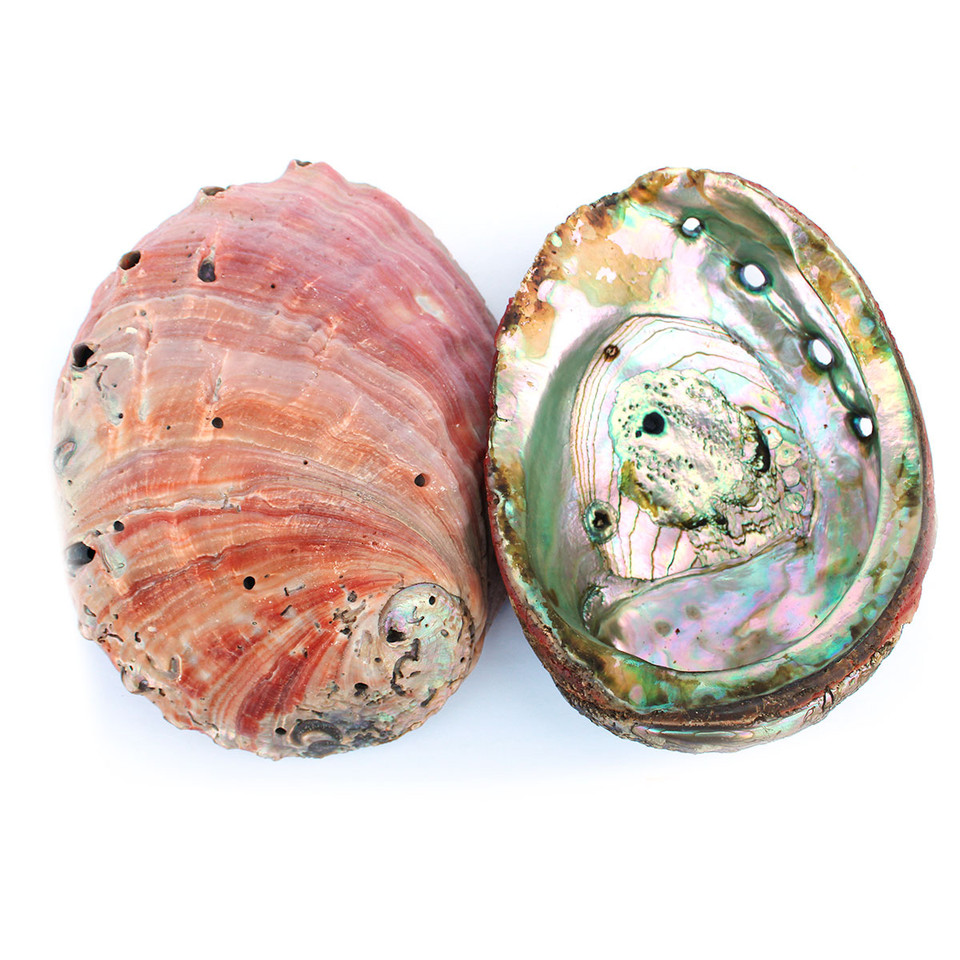 Abalone Seashells, Blue Green Abalone, Red Abalone • California ...