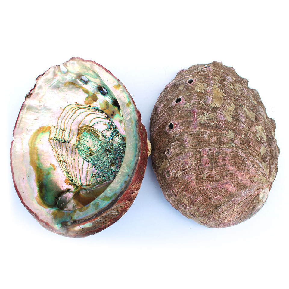 Abalone Seashells, Blue Green Abalone, Red Abalone • California ...
