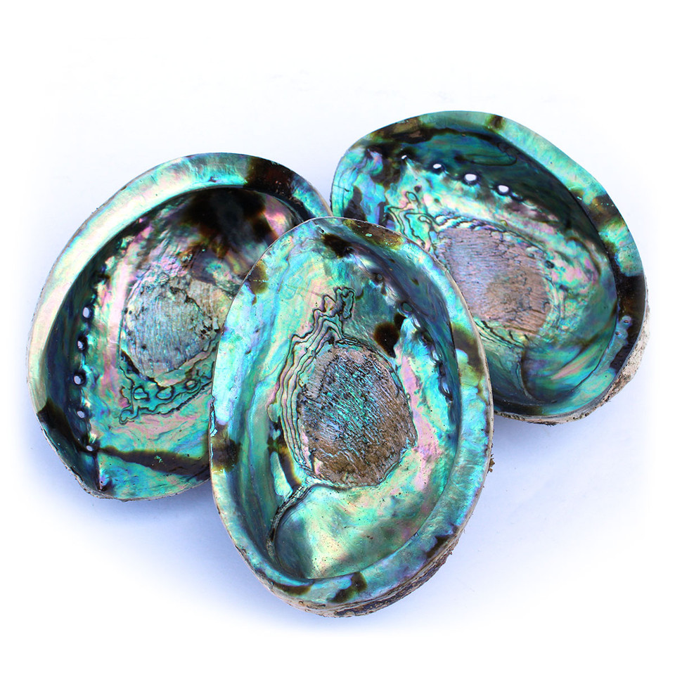 Abalone Seashells, Blue Green Abalone, Red Abalone • California ...