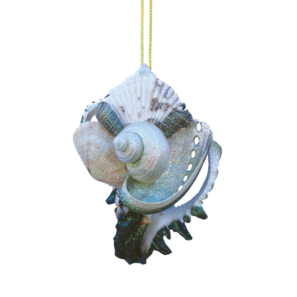 Black Murex - Murex Shells - California Seashell Company
