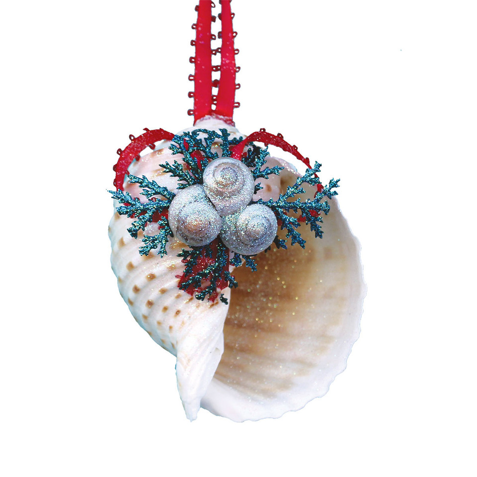 Spotted Tonna Seashells - Tonna Tesselata - Tun Shells - California ...