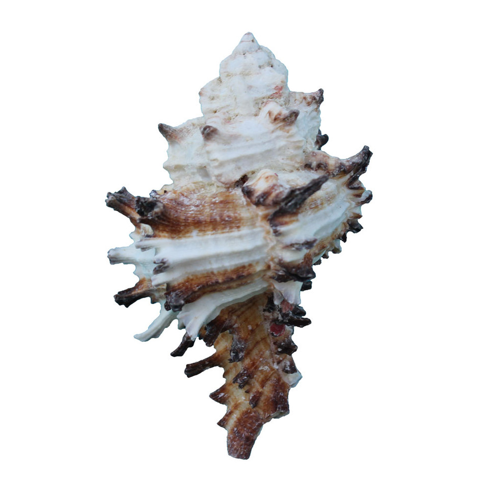 Spiny Murex Seashells - Small to Medium Shells - California Seashell ...