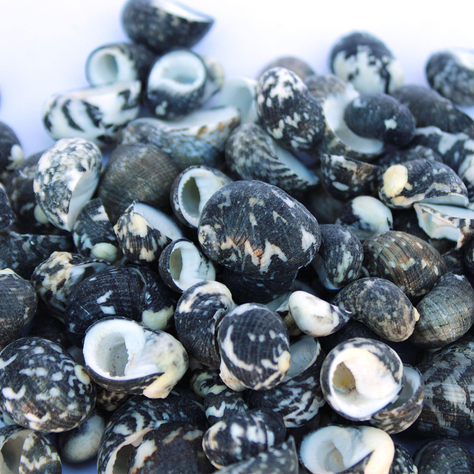 Nerita Peloronta Craft Seashells - Nerite Marine Gastropod Shell - Bulk ...