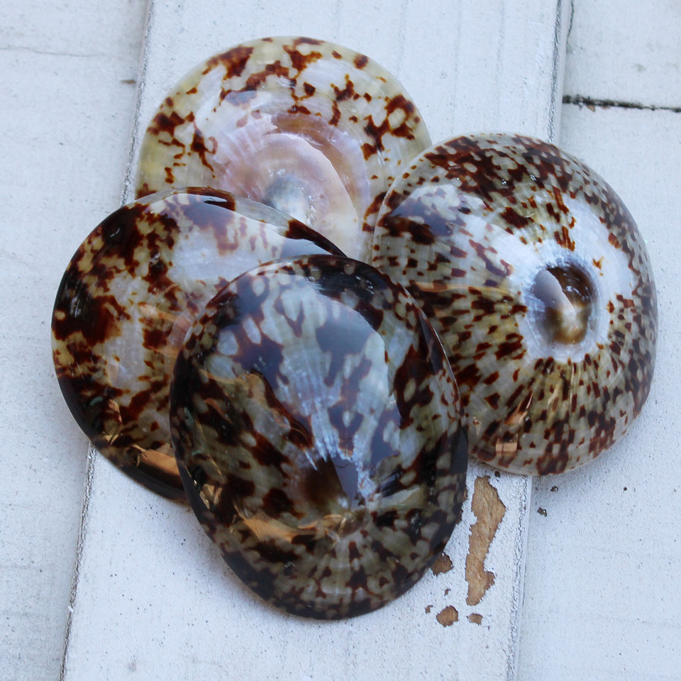 Green Limpet Seashells - Limpets - Small Craft Shells - Caifornia ...