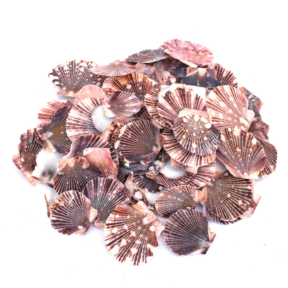 Flat Brown Pectin Seashells - Craft Shells - Scallop Seashells - Bulk ...