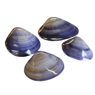 Polished Purple Clam Pairs - Pearlized Clam Shells - California ...