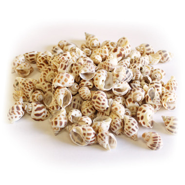 Small Babylonia Shell - Bulk Seashells - Craft Shells - California ...