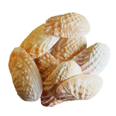 Toadskin Oyster Shell - Bulk Seashells - Craft Shells - California ...