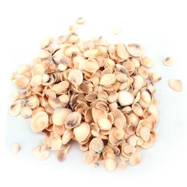 Tiny Creamy Yellow Donax Seashells - Small Coquina - Bulk Craft Shells