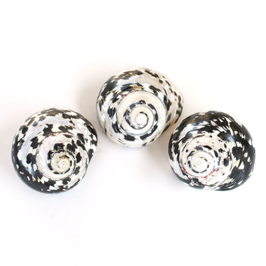 Magpie Turbo Seashells - Craft Shells - California Seashell Company