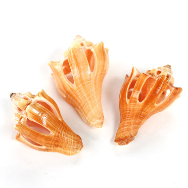 Cut Vole Shell - Melon Shells - California Seashell Company