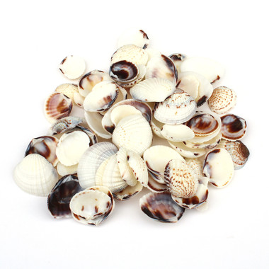Small White & Purple Tipped Clam Seashells - Bulk Craft Shells ...