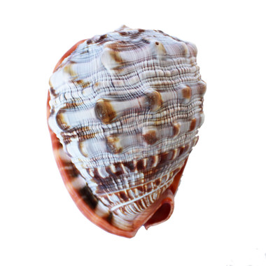 Cameo Seashells - Red Helmet Shell - California Seashell Company