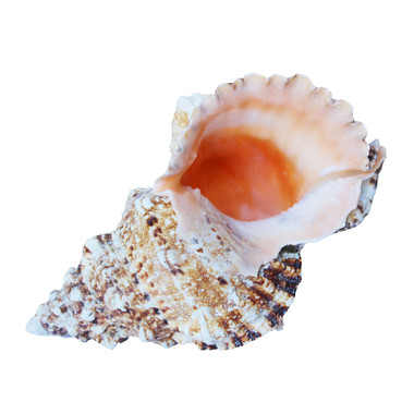 Frog Shell - Bursa Bobo - Triton Seashells - California Seashell Company
