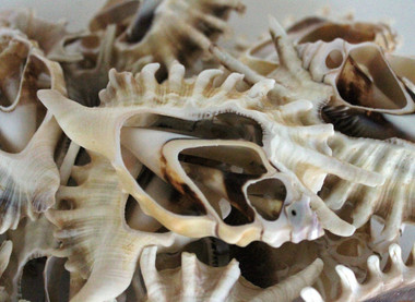 Sliced Millipede Conch Seashells - Cut Craft Shells - California ...