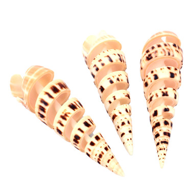 Spiral Cut Terebra Maculata Seashells - Sliced Shells - California ...