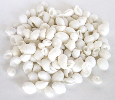 White Moon Seashells - Moon Snail Shell - Craft Seashells - Beach ...