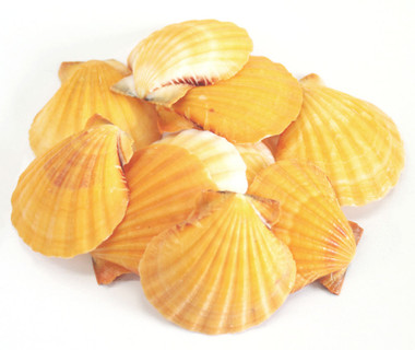 Orange Pectin Seashells - Scallop Craft Shells - Colorful Bulk Seashells