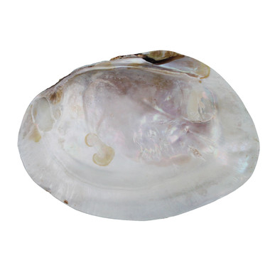 Natural Oyster Half Shell - Clam Shells - Smudging - California ...