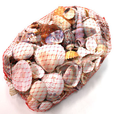 Mixed Seashells - Medium Indian Shell MIx - Bulk Shells - California ...