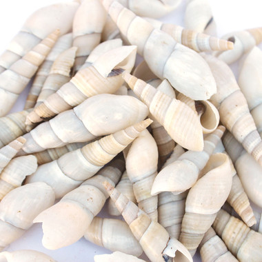 Bullia White Seashells - Bulk Craft Shells - Gastropod, Marine Mollusk