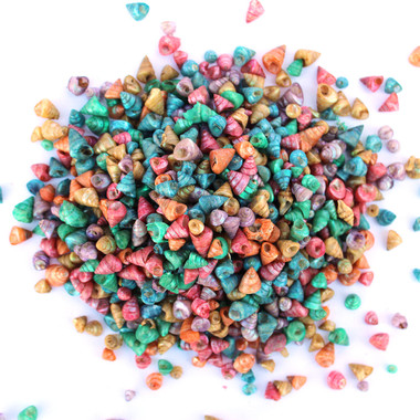 Mini Dyed Trochus Seashells - Crafting Shells in Bulk - California ...