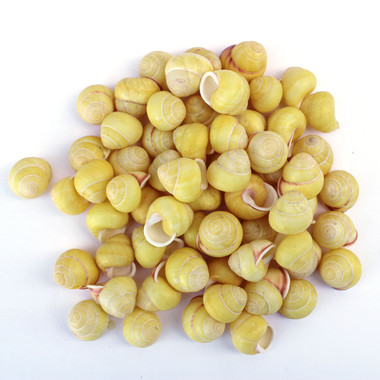 Yellow Land Snail Shell - Craft Seashells - Bulk Shells