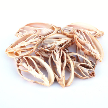 Center Cut Vole Shell - Sliced Shells for Crafts - California Seashell Co