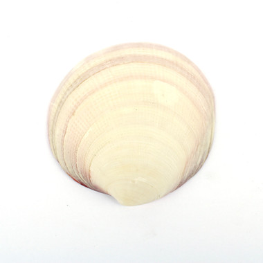 Natural Tiger Clam Half - Tigerina Clam Shell - California Seashell Company
