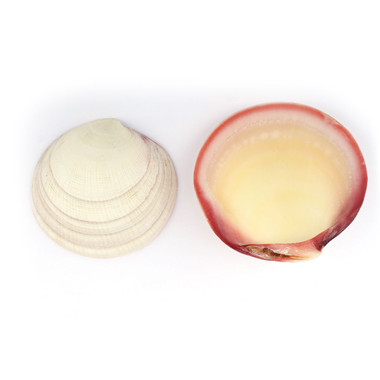 Natural Tiger Clam Half - Tigerina Clam Shell - California Seashell Company