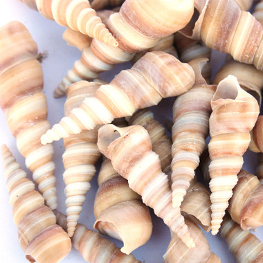 Brown Turitella Seashells - Tower Sea Snails - Bulk Craft Shells ...