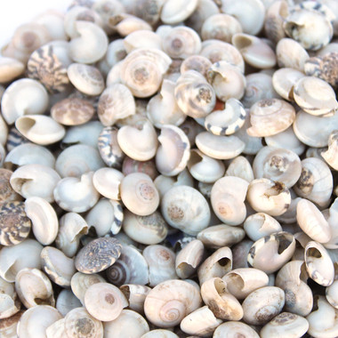 White Umbonium Seashells - Crafting Shells in Bulk