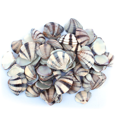 Black and White Zebra Stripe Donax Seashells - Coquina - Bulk Craft Shells
