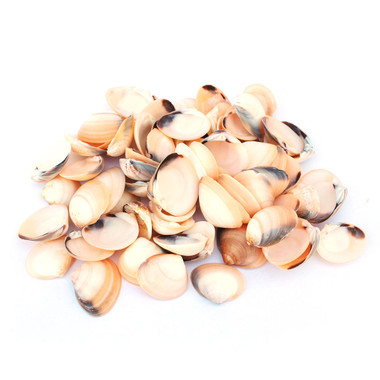 Creamy Yellow Donax Seashells - Coquina - Bulk Craft Shells