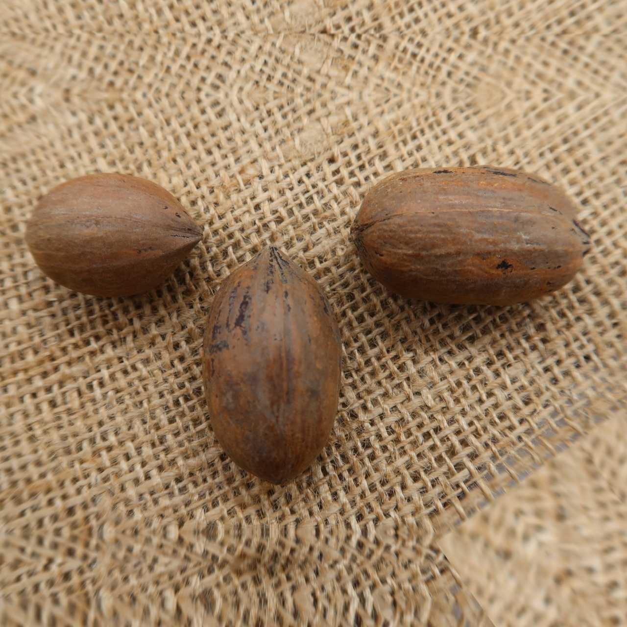 Whole Paper Shell Pecans by the pound - The Nut House