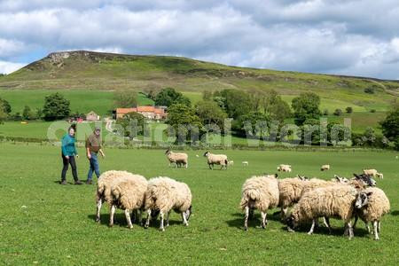 39454683-Alice Dawson and her father Andrew Petch with Ewses and Lambs ...