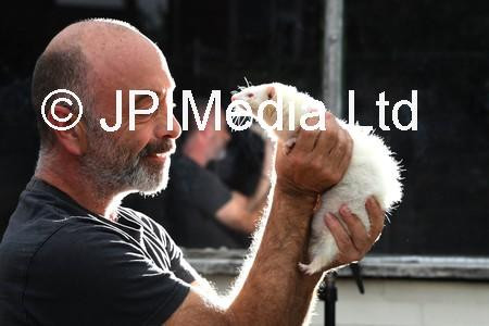 39103294-Photo Neil Cross; Mike Potts with Molly his albino ferret ...